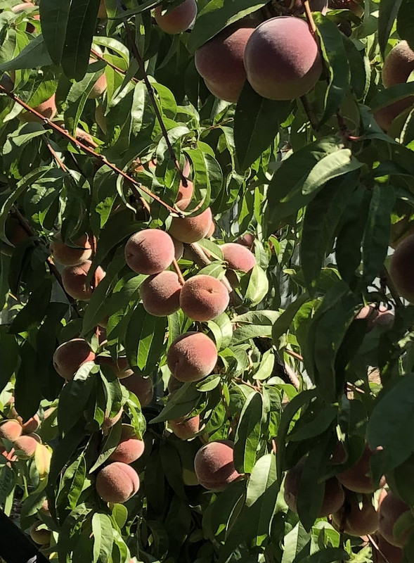 IMG 4586 — Postimages