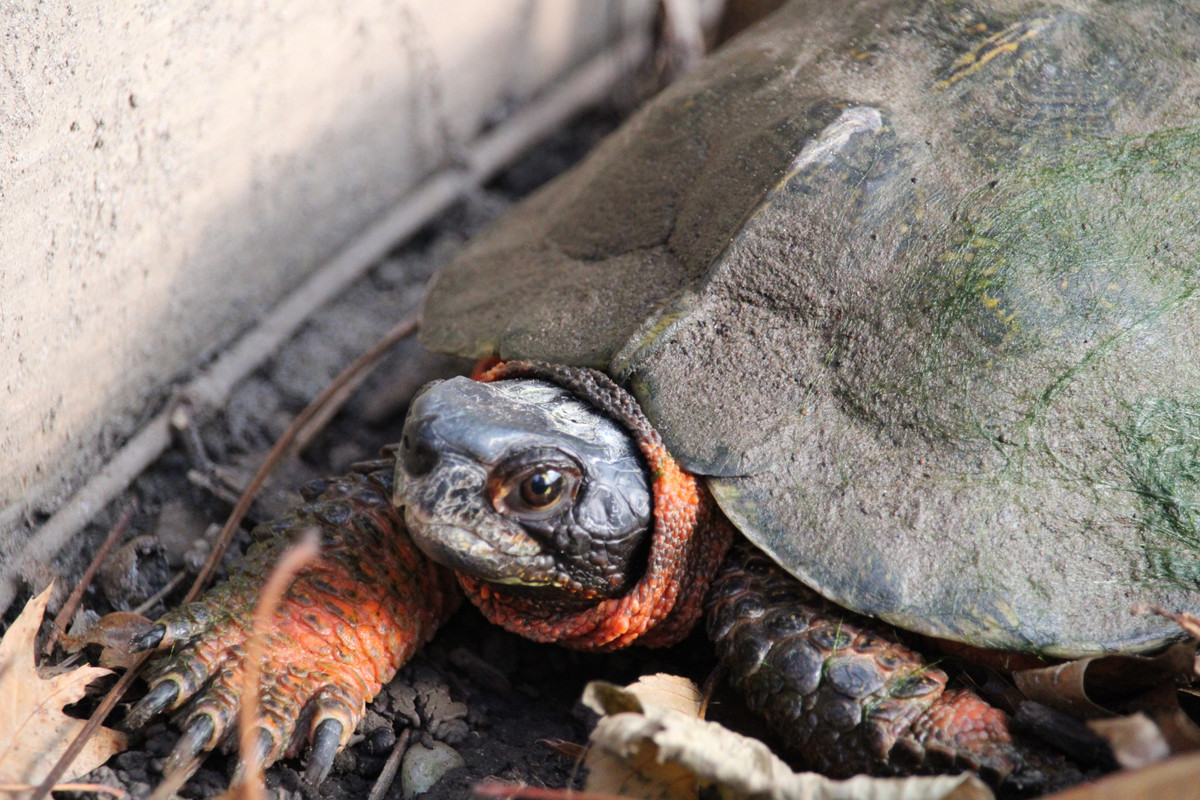 IMG 1296 — Postimages