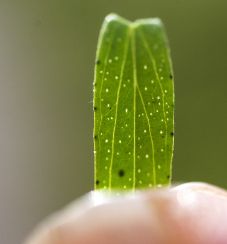 IGP1711 foro — Postimages