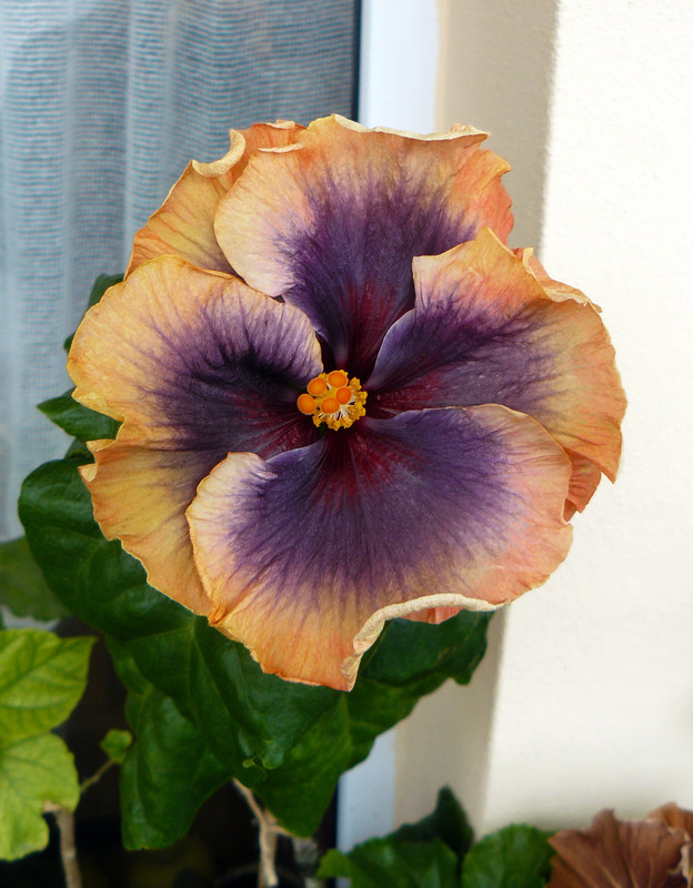 Wind Rosa Good Luck 6 11 2022 — Postimages