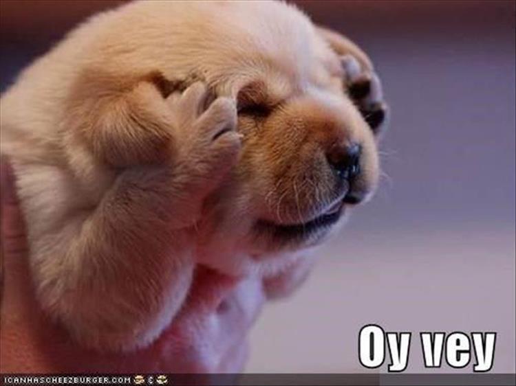 Your Sunday LOLcats (dial-up warning) BYO LOLz N AWWz Edition ...