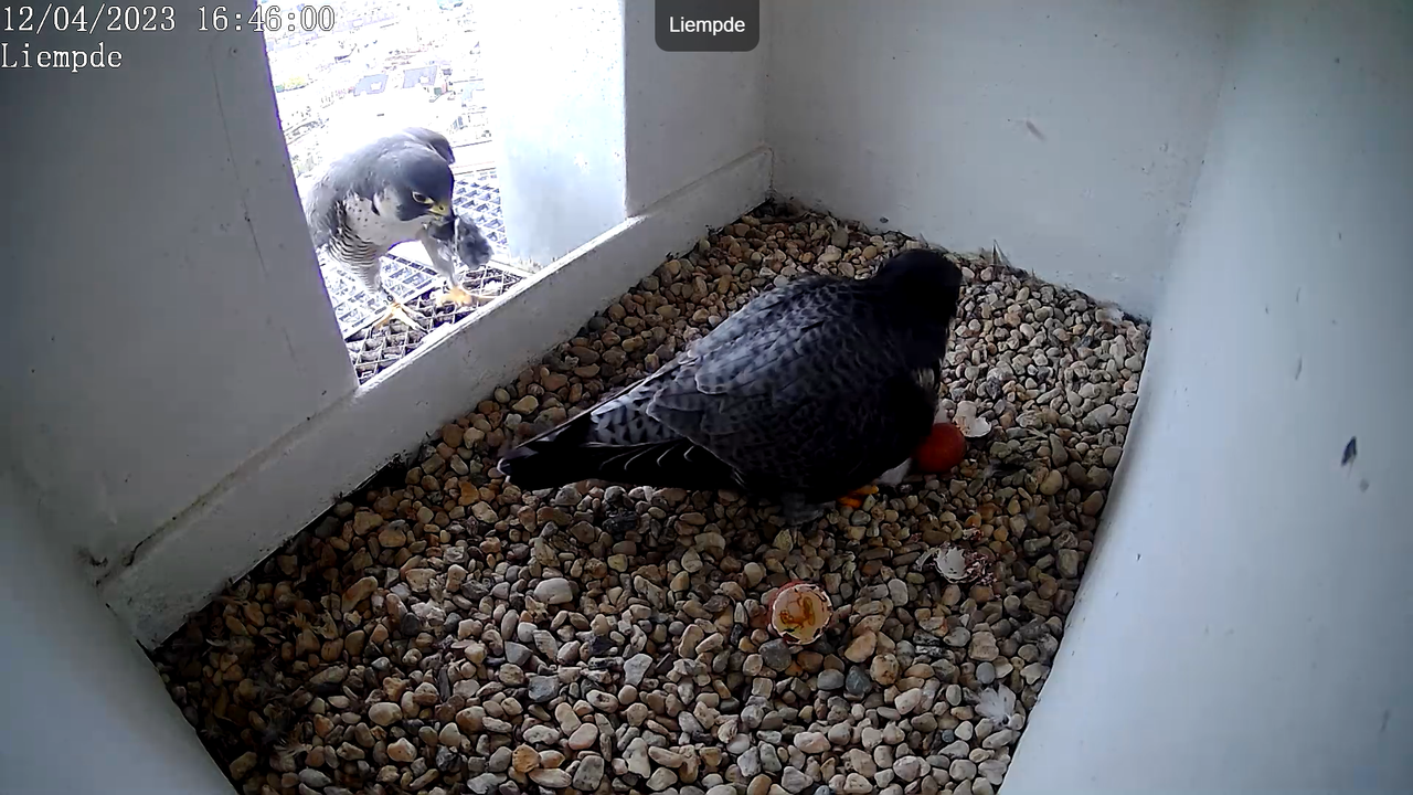 Schermopname (204) — Postimages