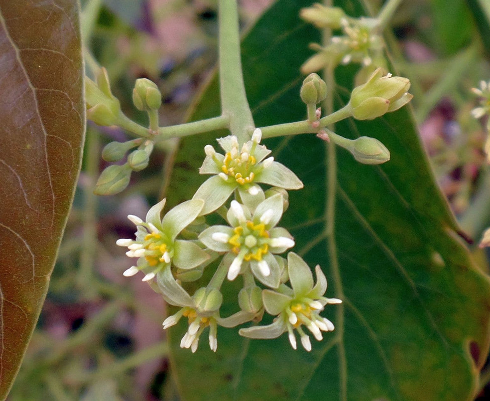 Mail Female Flowers — Postimages