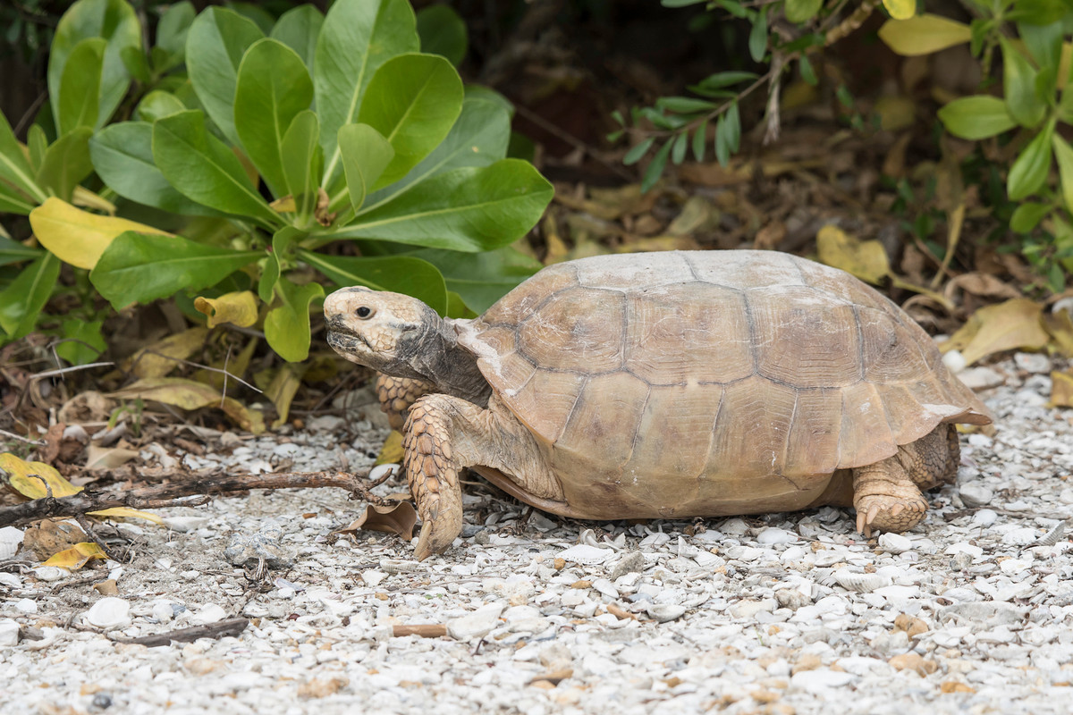 Anyone else have a pet dinosaur? > General Discussion > AR15.COM