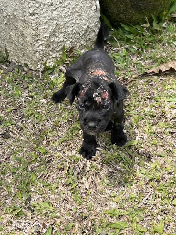 Cute Pet Competition; Potential rule change, vote now - Main Forum ...