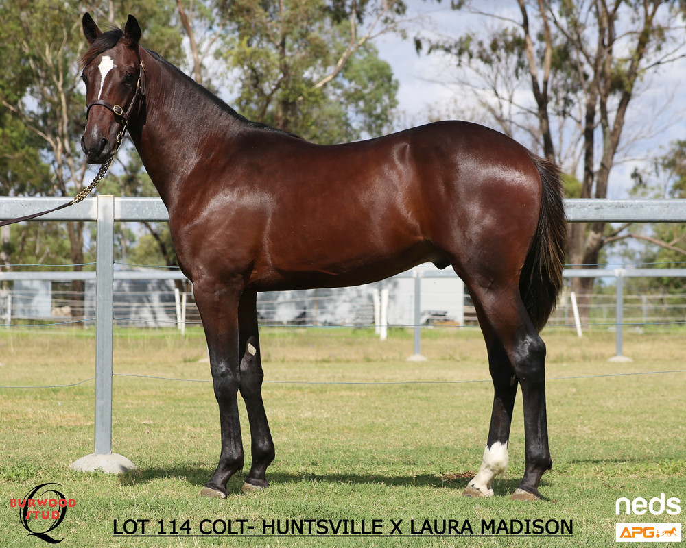 News Article - Australian Harness Racing