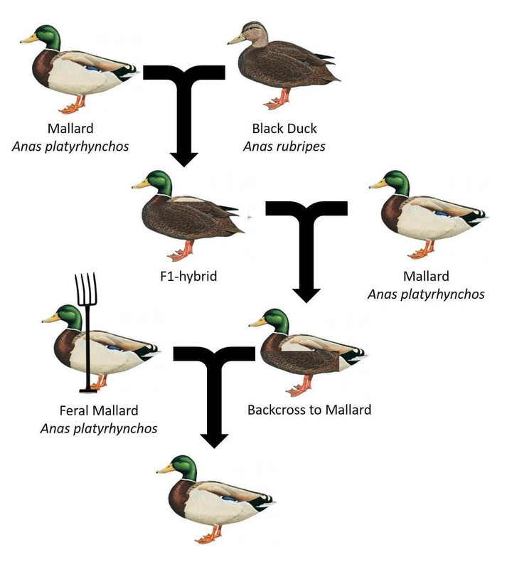 ducks4sole — Postimages