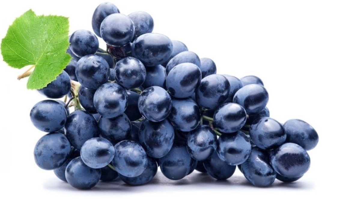 Jual Bibit Tanaman Buah Anggur Hitam Carolin di Seller sentrabibit01 ...