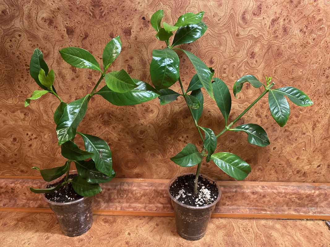 17 DE4640 B023 4272 B798 BB16353 E1416 — Postimages