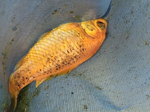 Black spots? - General Fish Health Forum - Pond Life