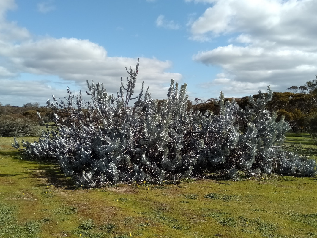 IMG20210911151939 e macrocarpa 1 — Postimages