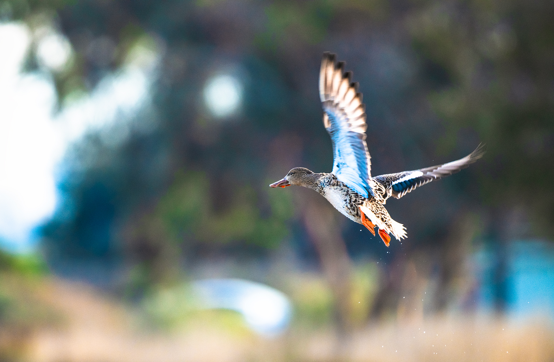 DSC 6892 Copy — Postimages