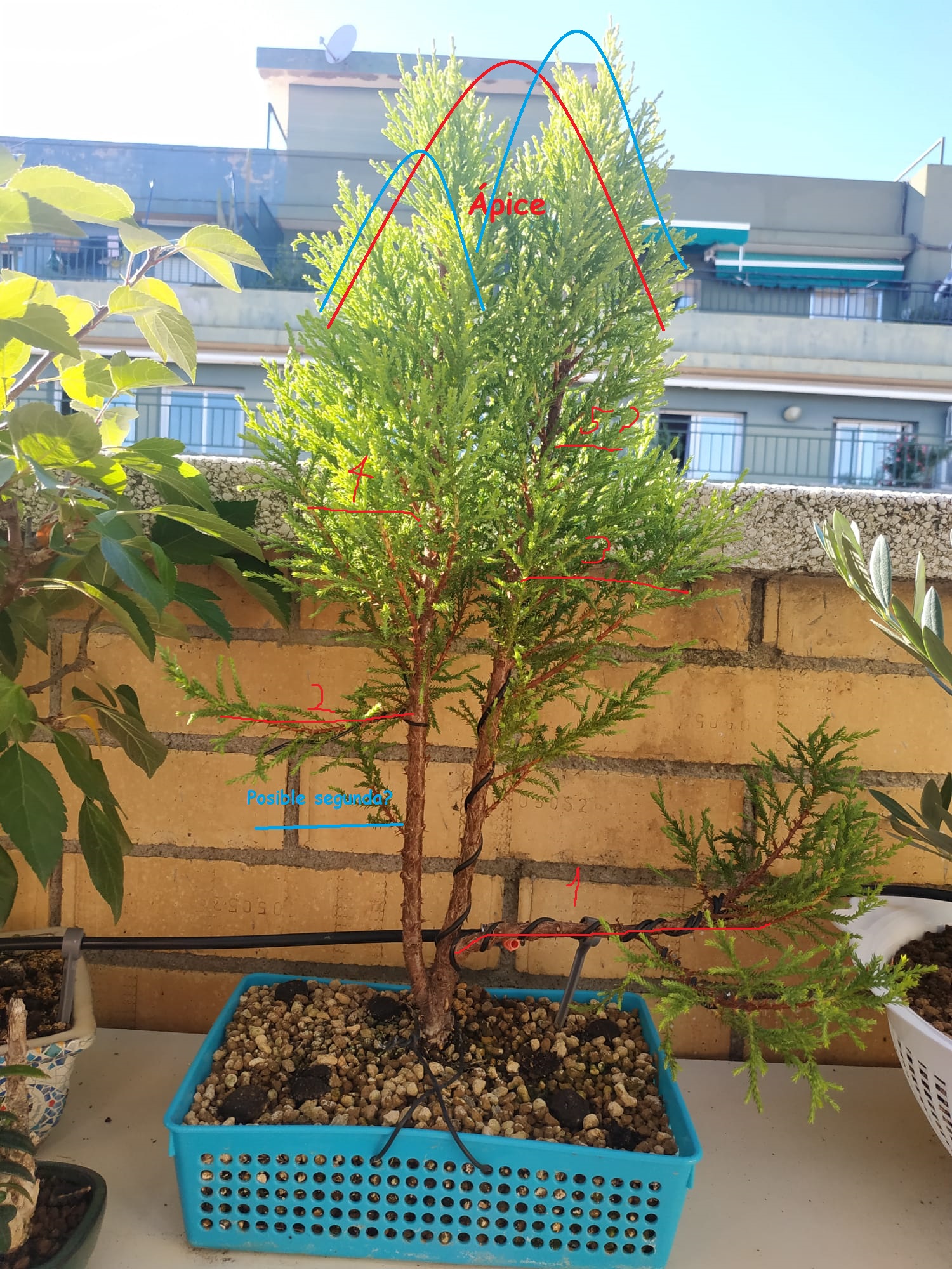 cipres editado — Postimages