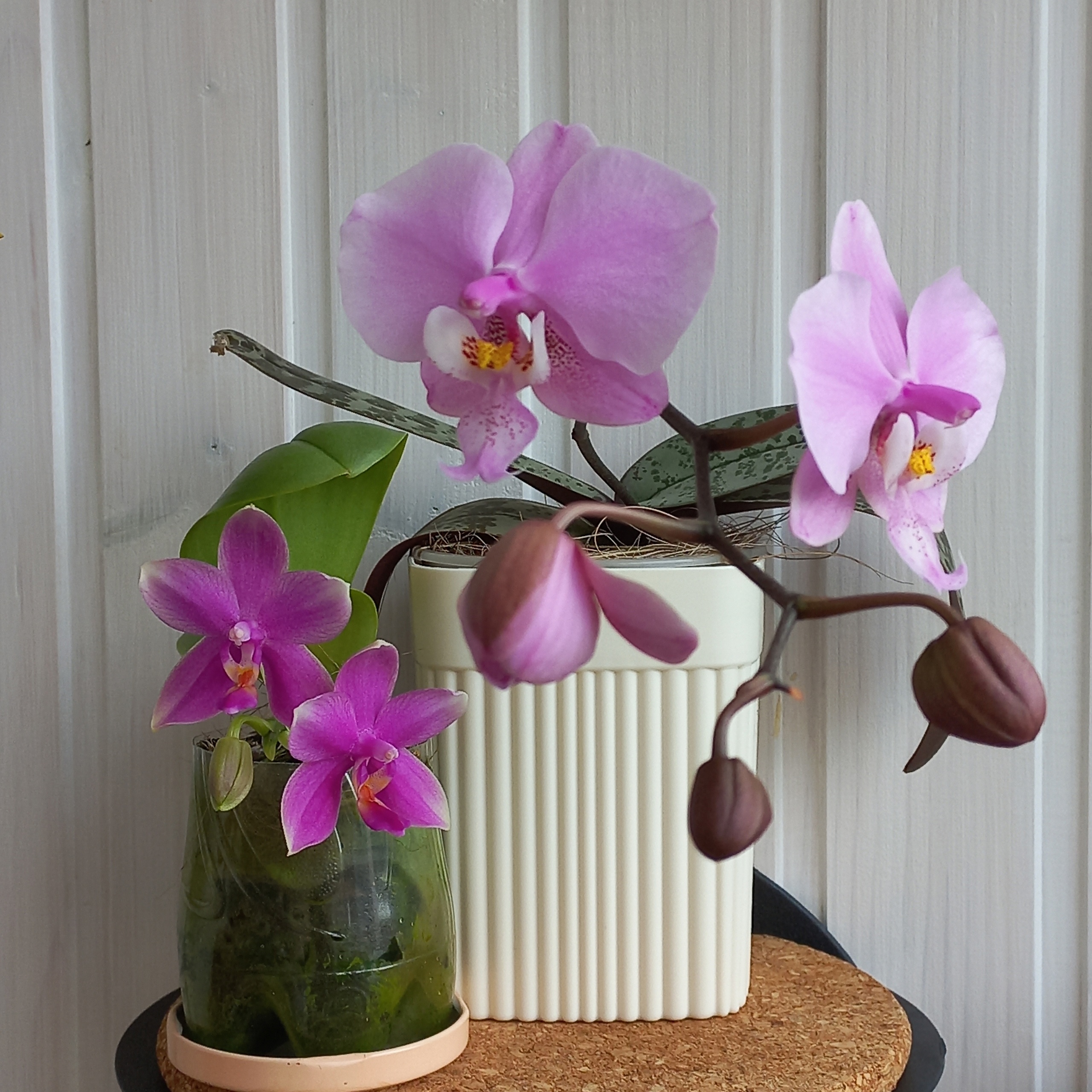 WFDMg Teb By U — Postimages