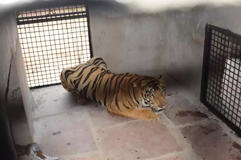 Modern weights and measurements on wild tigers