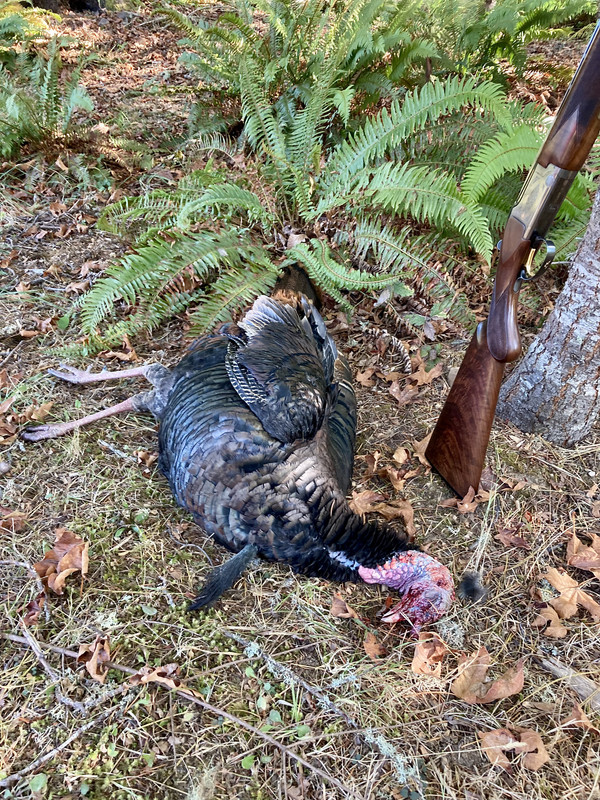 O/U Turkey guns. - 24hourcampfire