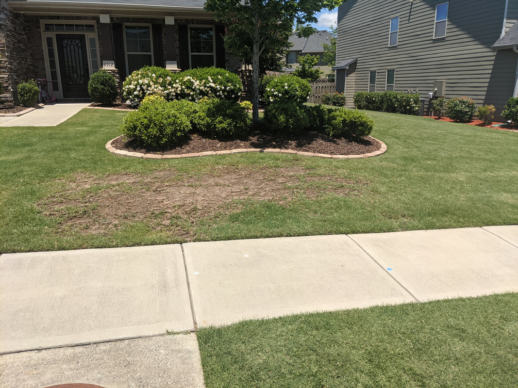 Plugging/Sprigging/Leveling Questions | Lawn Care Forum