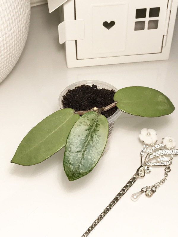 IMG 4891 — Postimages