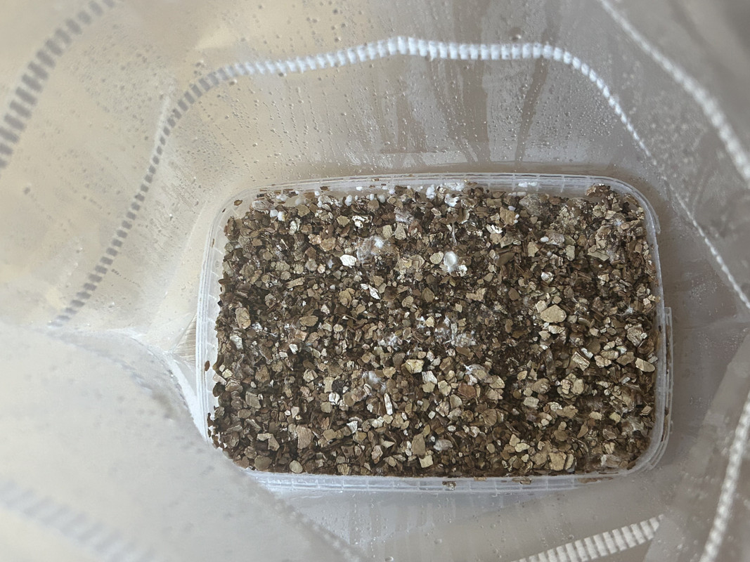 IMG 1196 — Postimages