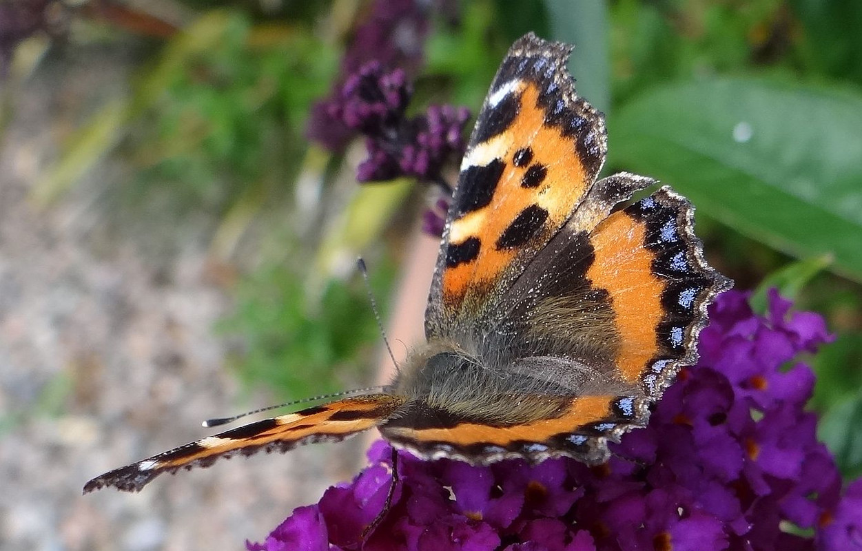 PAINTED LADY 5 020823 — Postimages