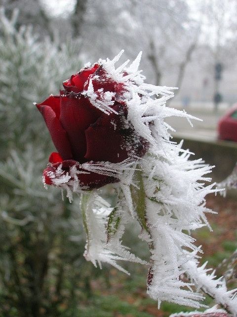 0bddf3f89251865cab13f7ea1e68cde8 — Postimages