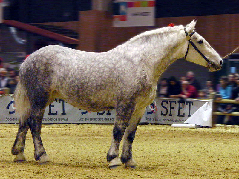 2025 Lusitano and Percheron
