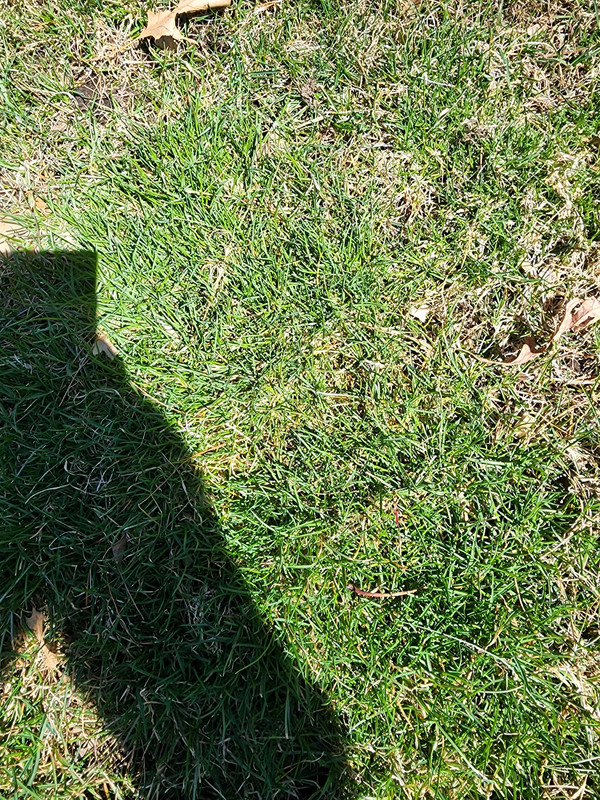 Planning Ahead to Treat Poa Triv | Lawn Care Forum