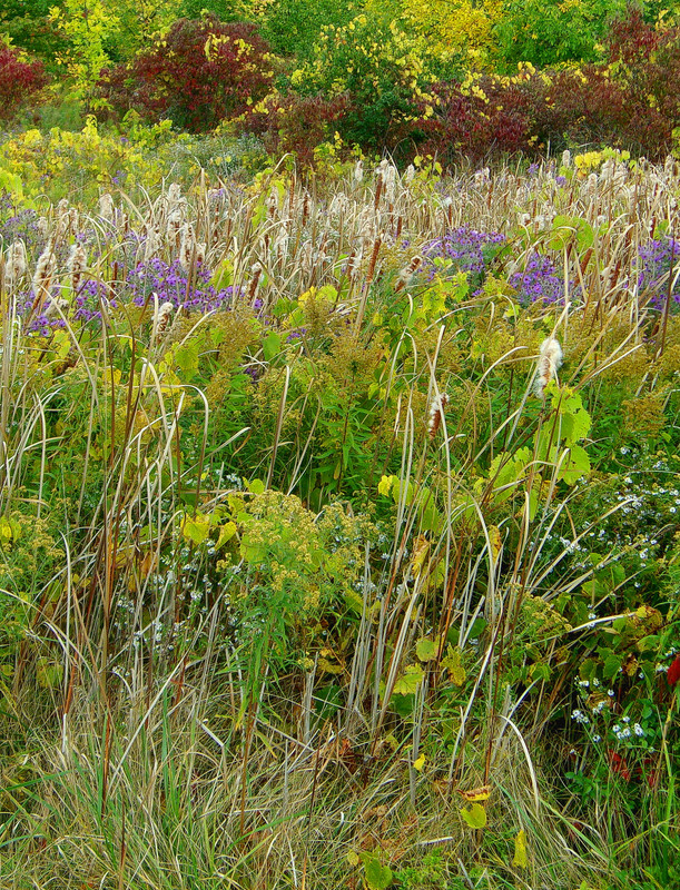 Fall wildflowers — Postimages