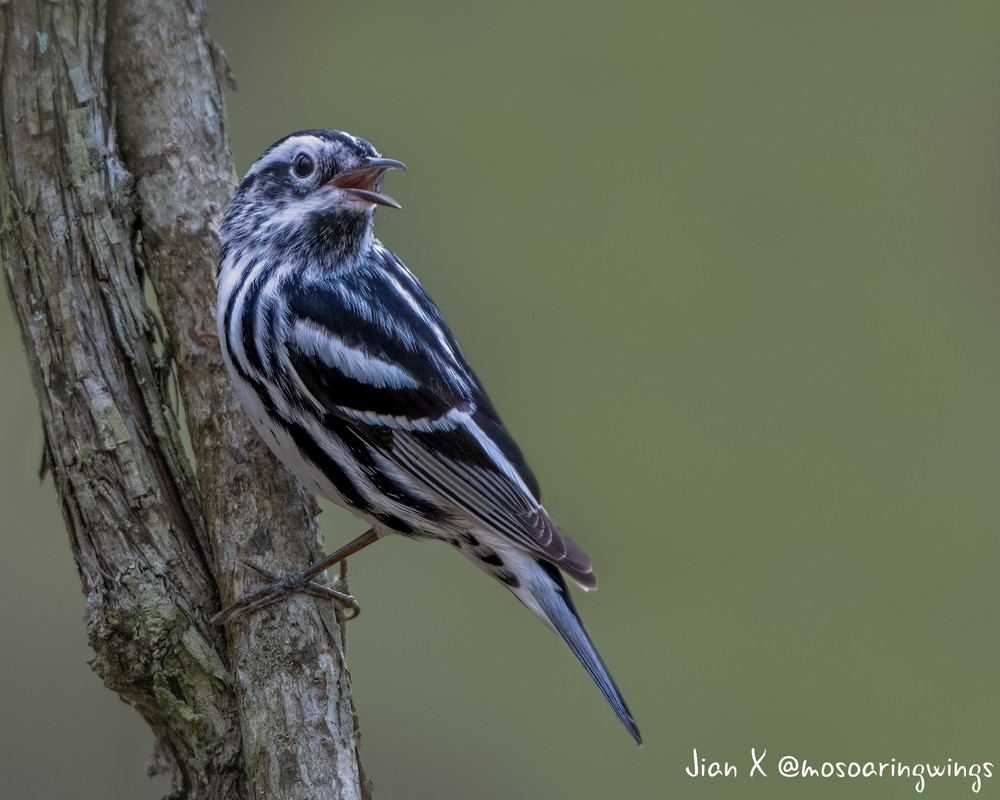 Z8 W0311 SW — Postimages