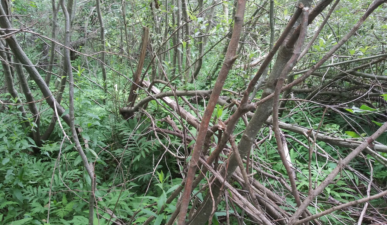 JD Elm St Trail Blocked Trail Snapped Trees3 B — Postimages