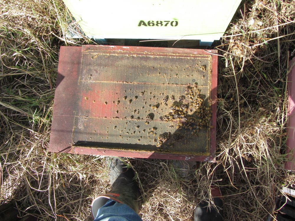 Question about cleaning bottom boards | Beesource Beekeeping Forums