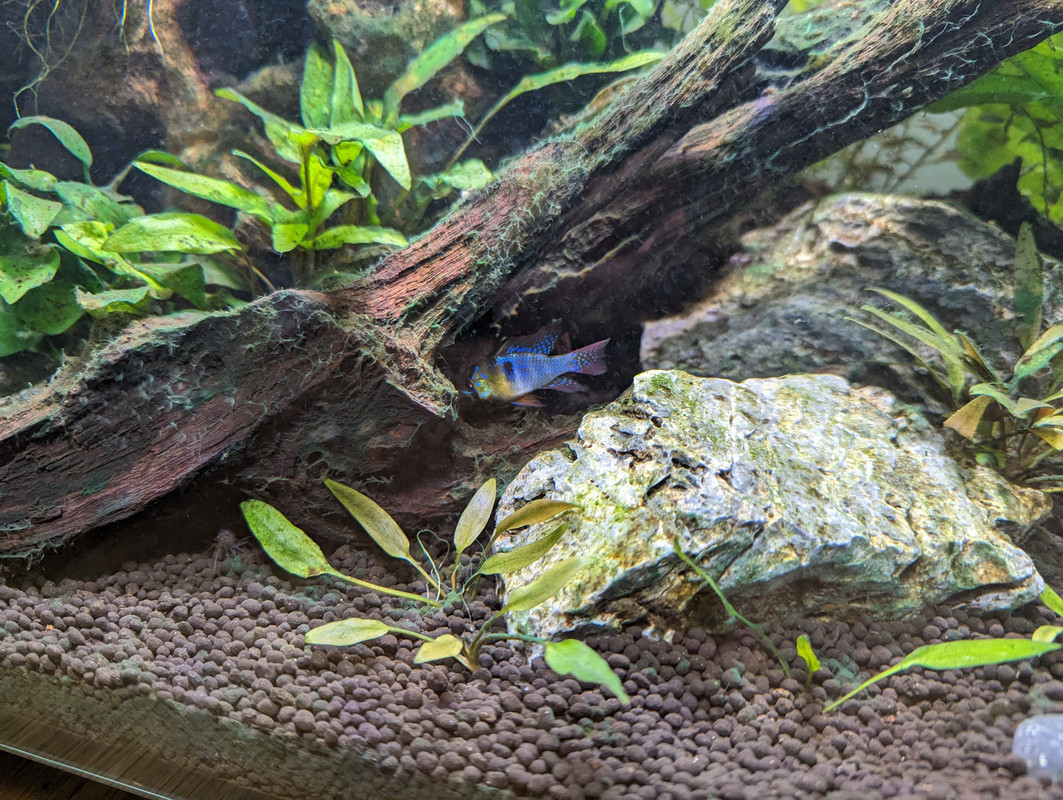 Male Blue Ram — Postimages