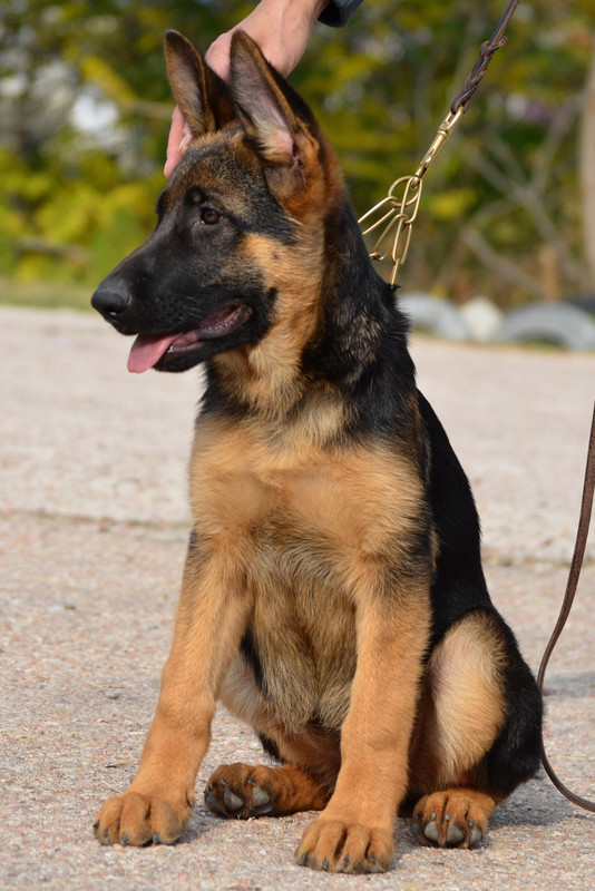 DSC 0707 — Postimages