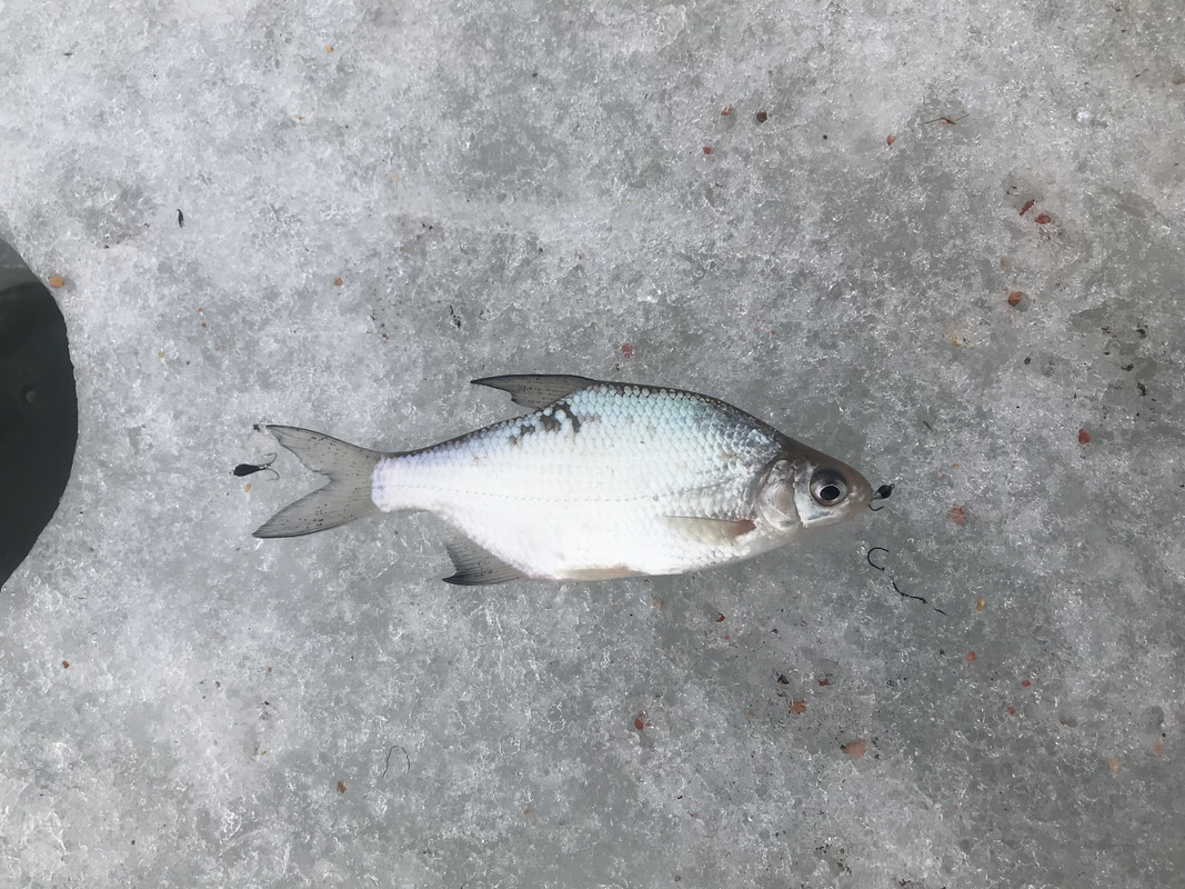 BDFB3 FB8 3 BD1 443 C 9781 D1 B6 B2 A1265 F — Postimages