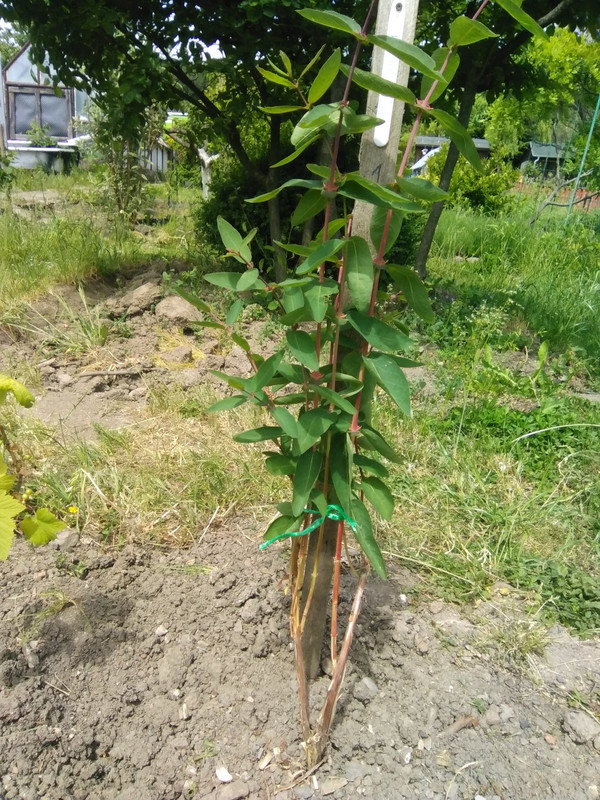 IMG 20230601 122333 — Postimages