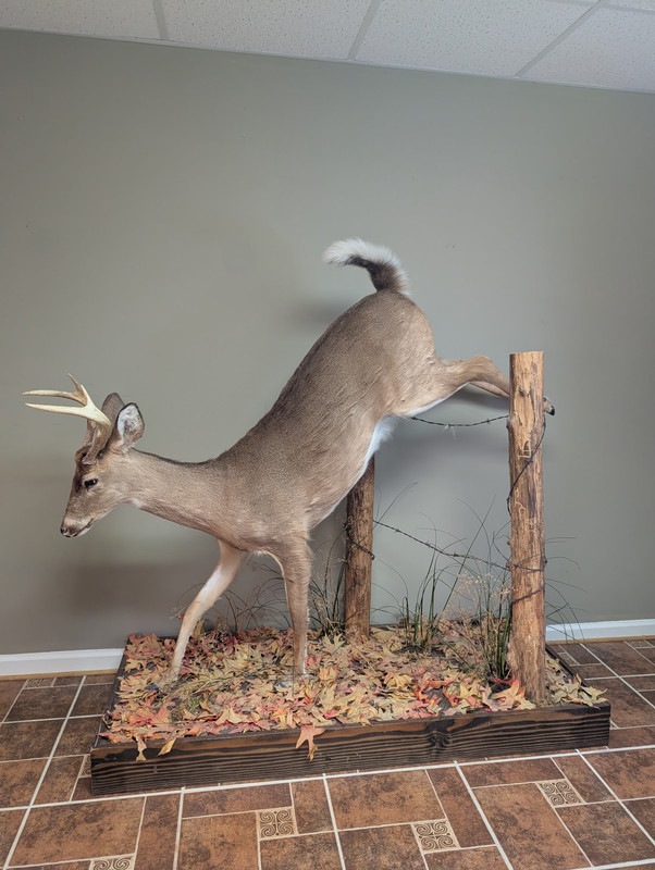 Full body mount deer - ALDEER.COM