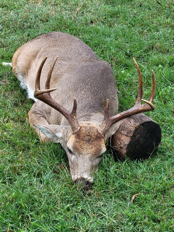 buck nov20 2023 65brm 123 Hdy Match — Postimages