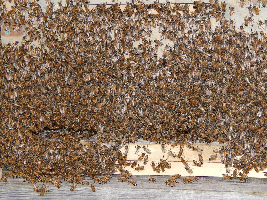 birds n bees 061 — Postimages