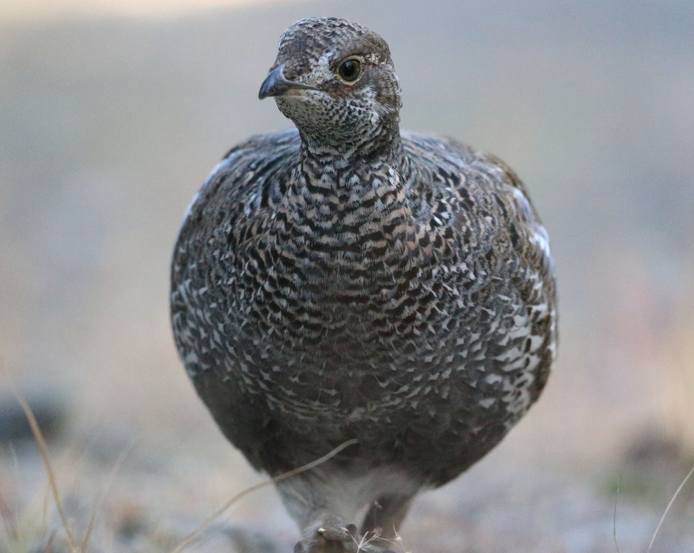 three — Postimages