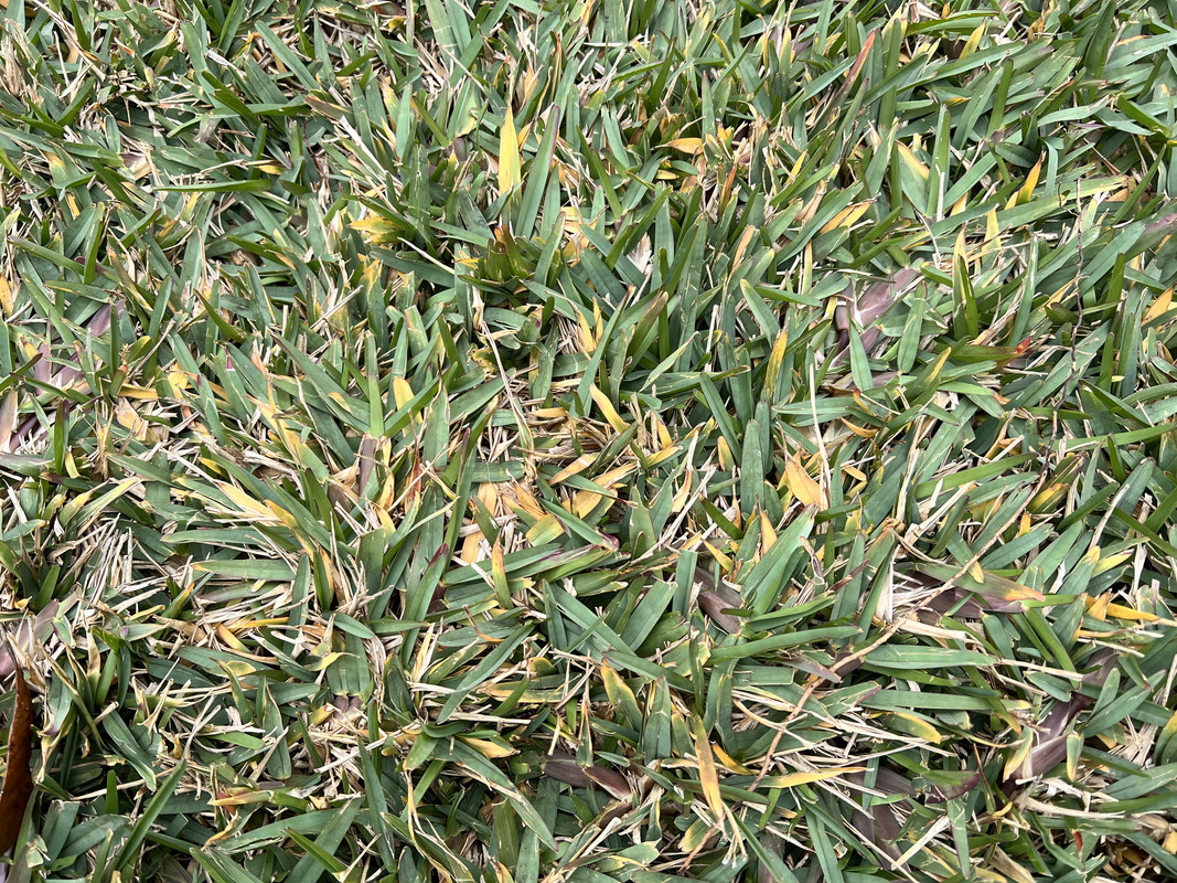 Yellow blades in 3 week old St Augustine Provista Sod | Lawn Care Forum