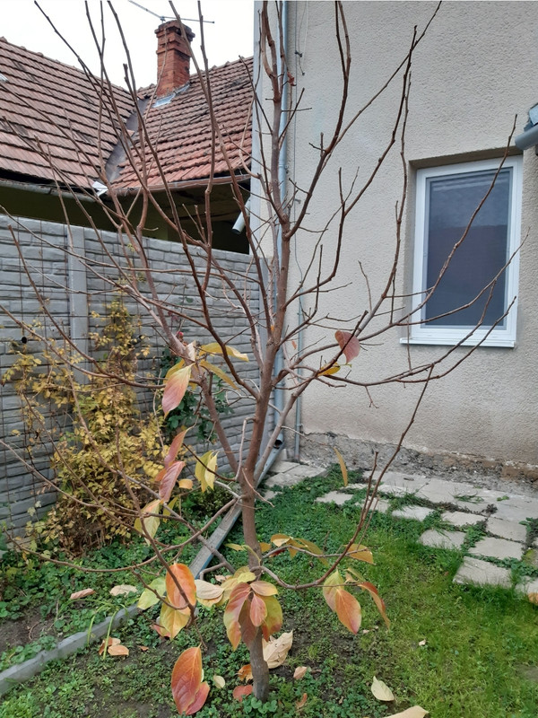 Screenshot 20221119 154822 Gallery — Postimages