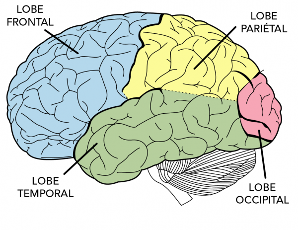 Le Cerveau Expliqué Aux Enfants Twinkl