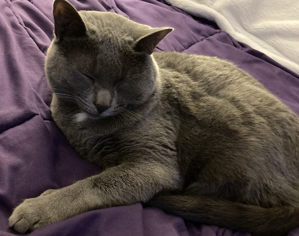 Diamond! (My cat!) Minecraft Mob Skin