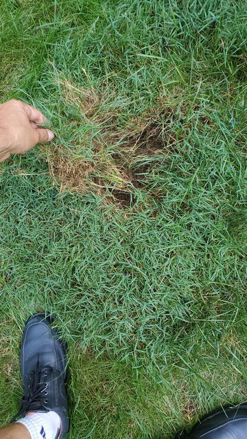 Unusual blue color grass, roots on top of soil. Please help identify ...
