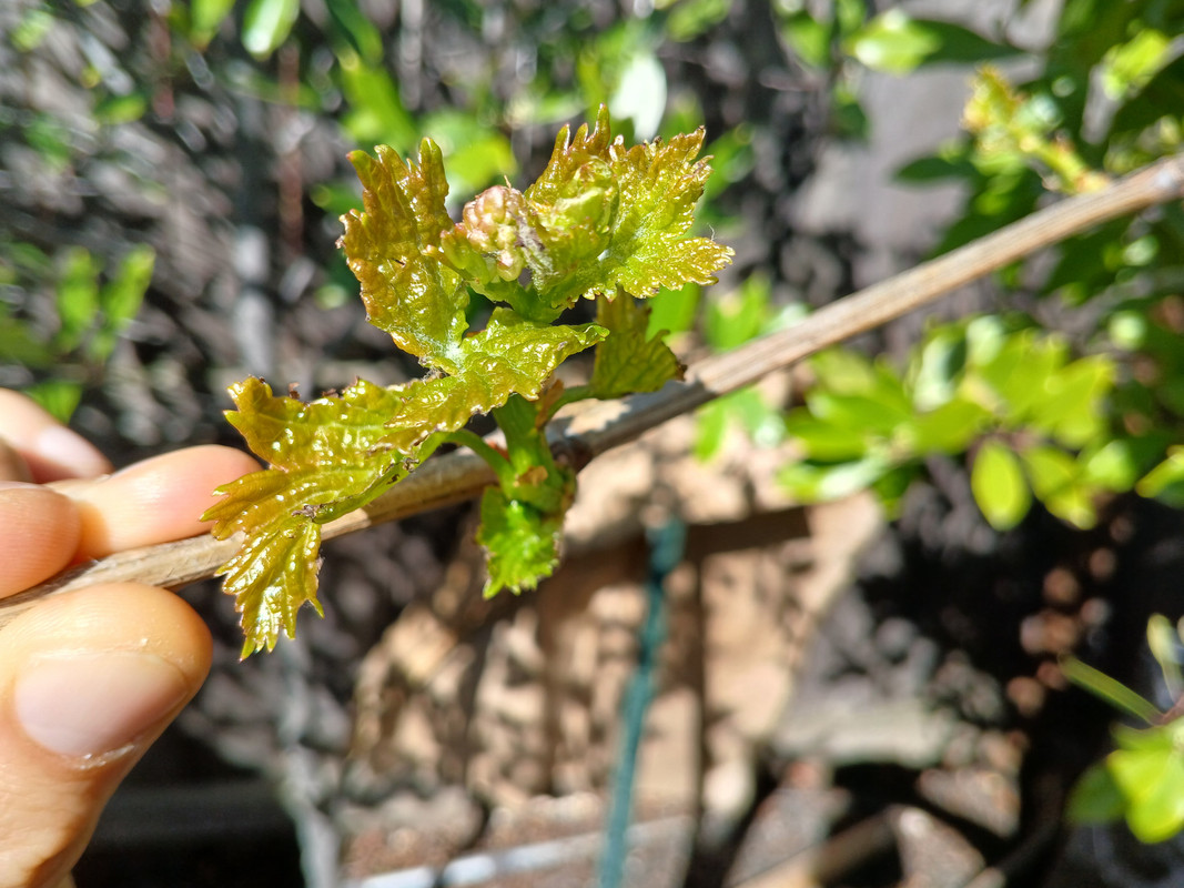 20250324 104232 — Postimages