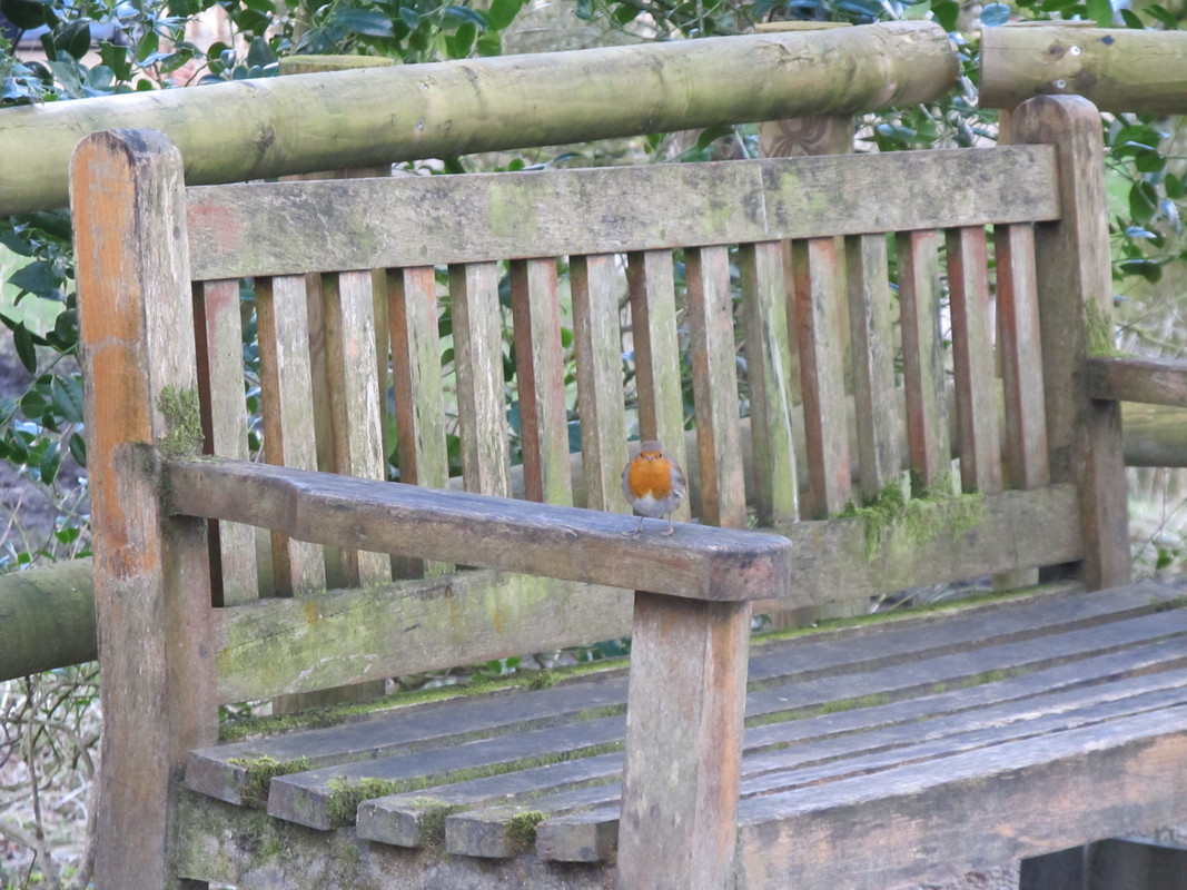 robin 7 — Postimages