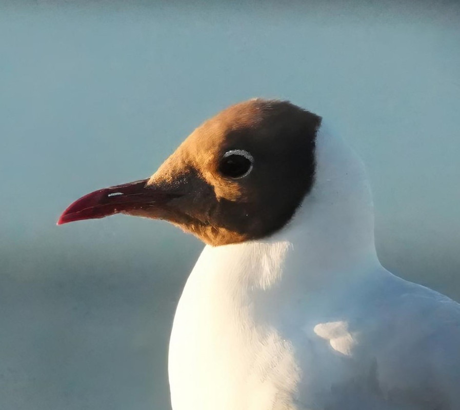 how (not) to solve a scandal - Chapter 3 - JacksonCalico - KPop Demon ...