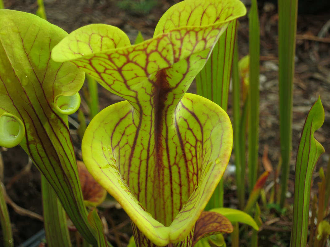 IMG 6212 — Postimages