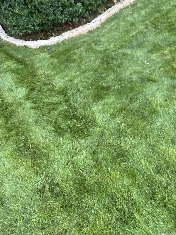 Lawn Too Wet? | Lawn Care Forum