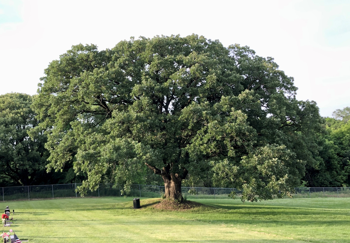 Bellevue Cemetery Oak Tree — Postimages